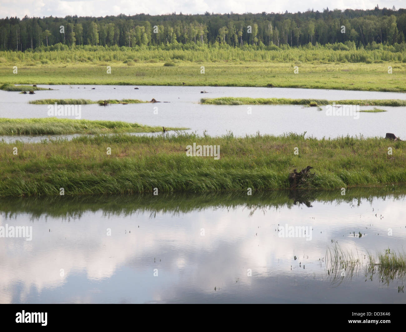 Wood in summer. Russia Stock Photo - Alamy