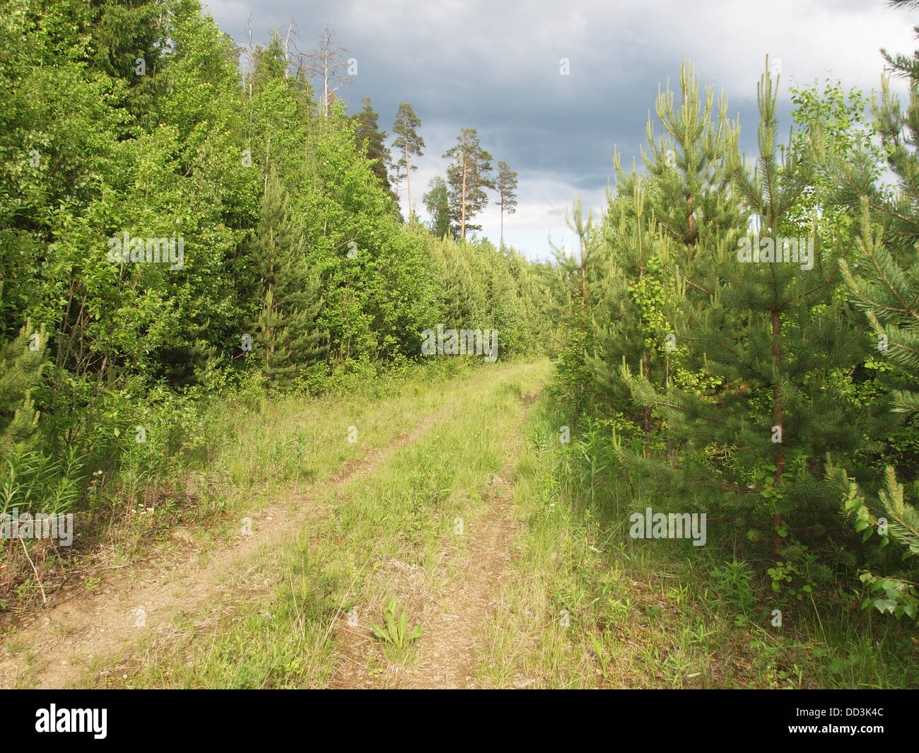 Wood in summer. Russia Stock Photo - Alamy