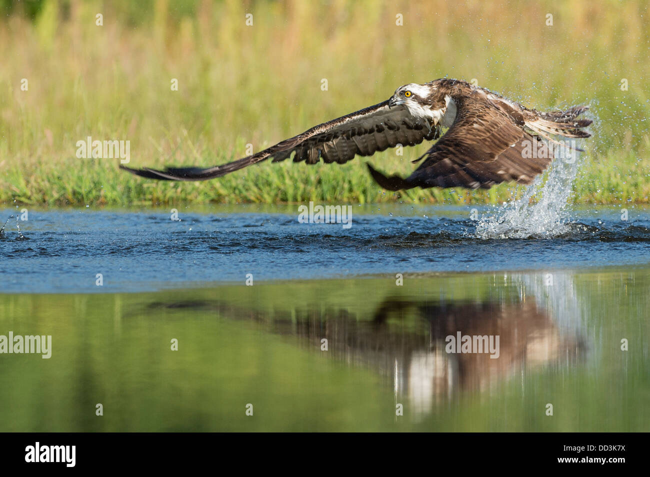An Osprey successfully catches a fish Stock Photo - Alamy