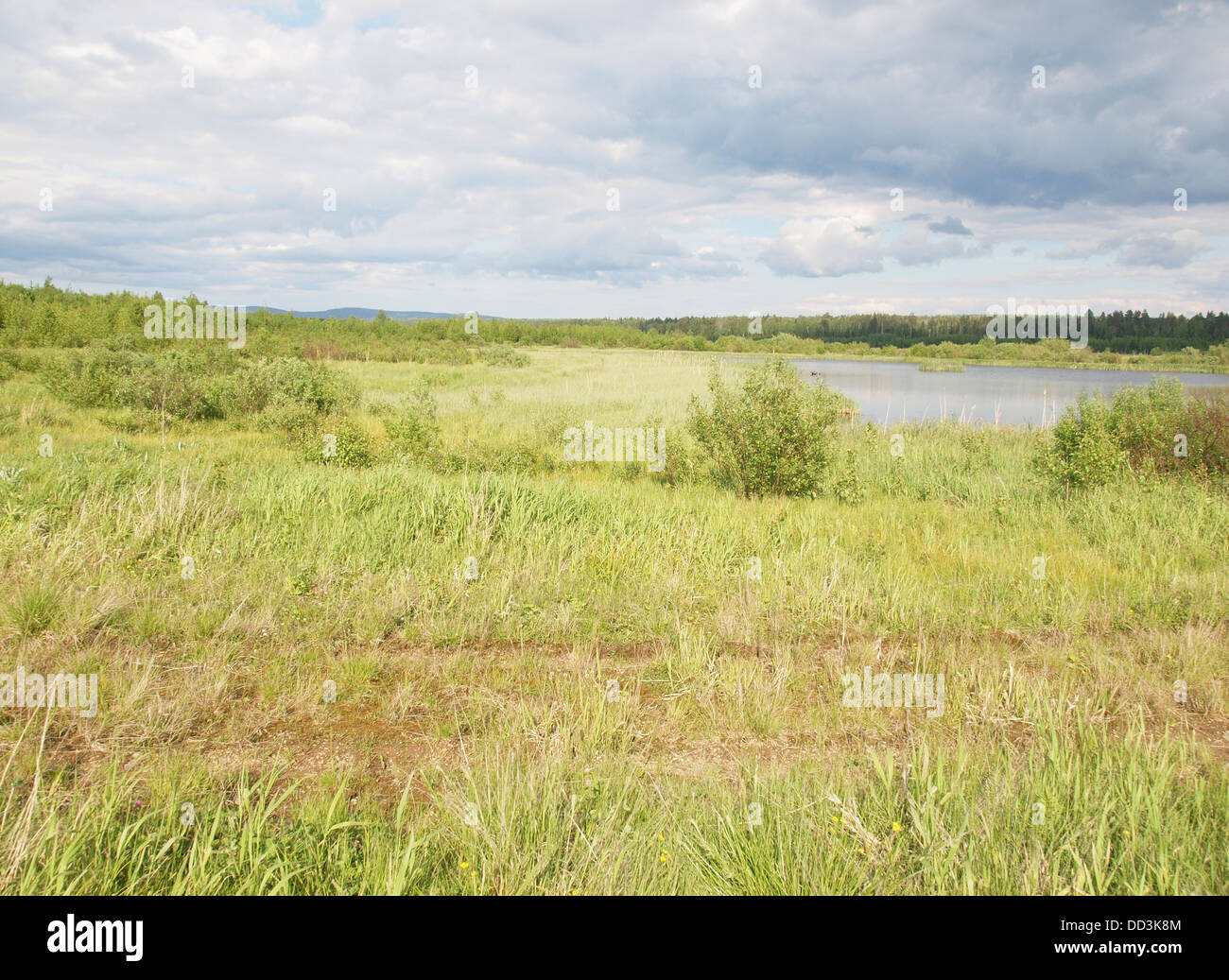 Wood in summer. Russia Stock Photo - Alamy