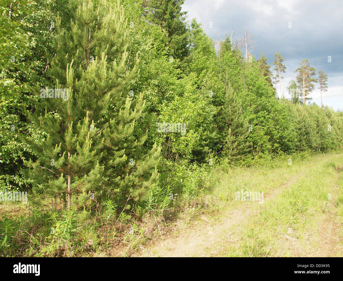 Wood in summer. Russia Stock Photo - Alamy