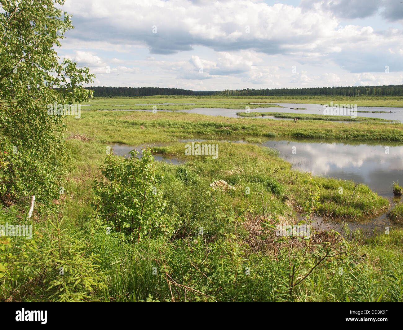 Wood in summer. Russia Stock Photo - Alamy