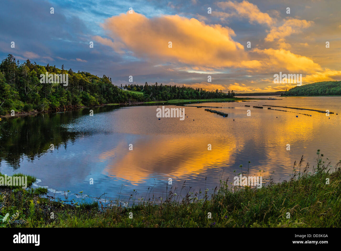 Blue mussel beds hi-res stock photography and images - Alamy