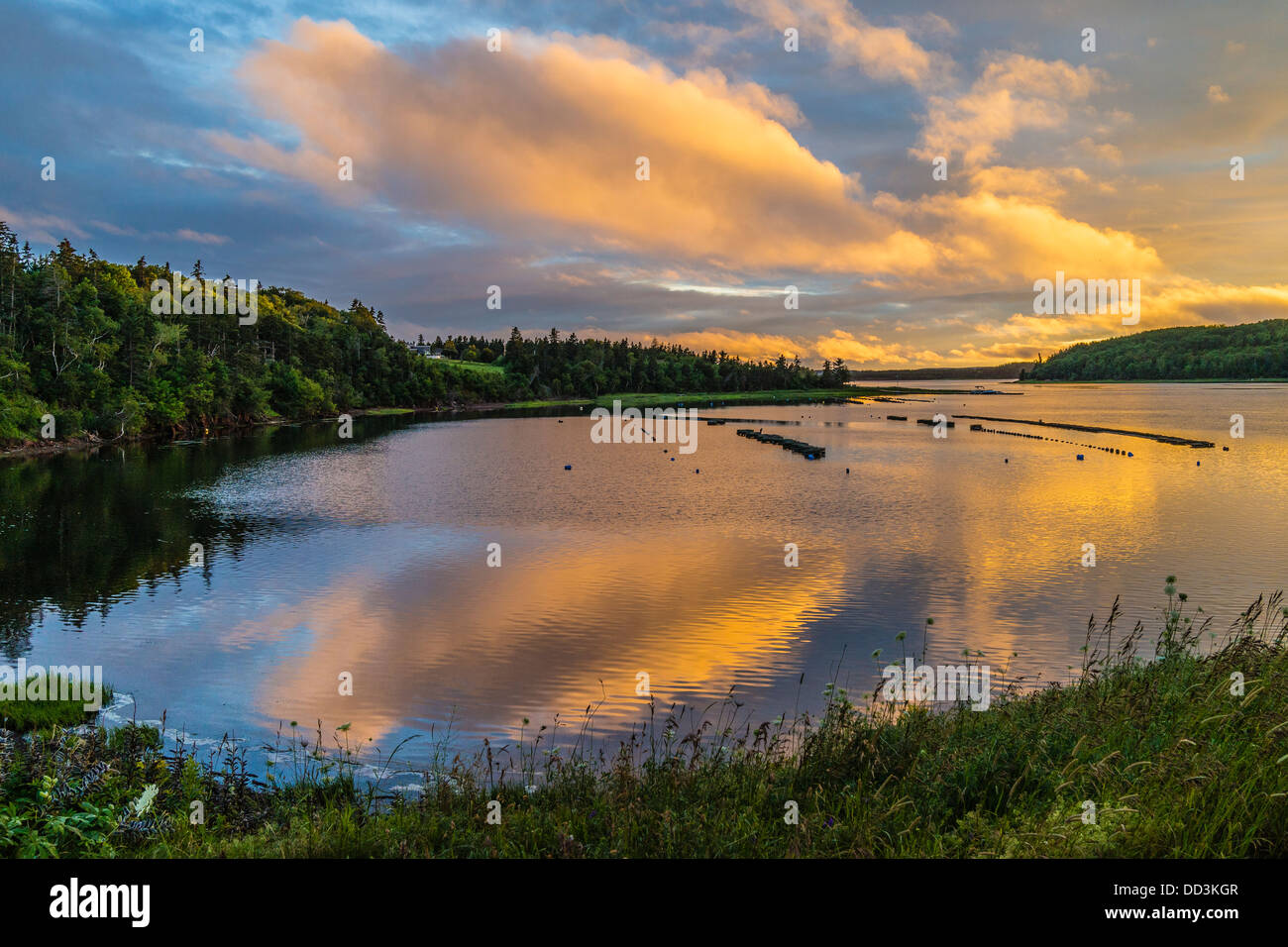Blue mussel beds hi-res stock photography and images - Alamy