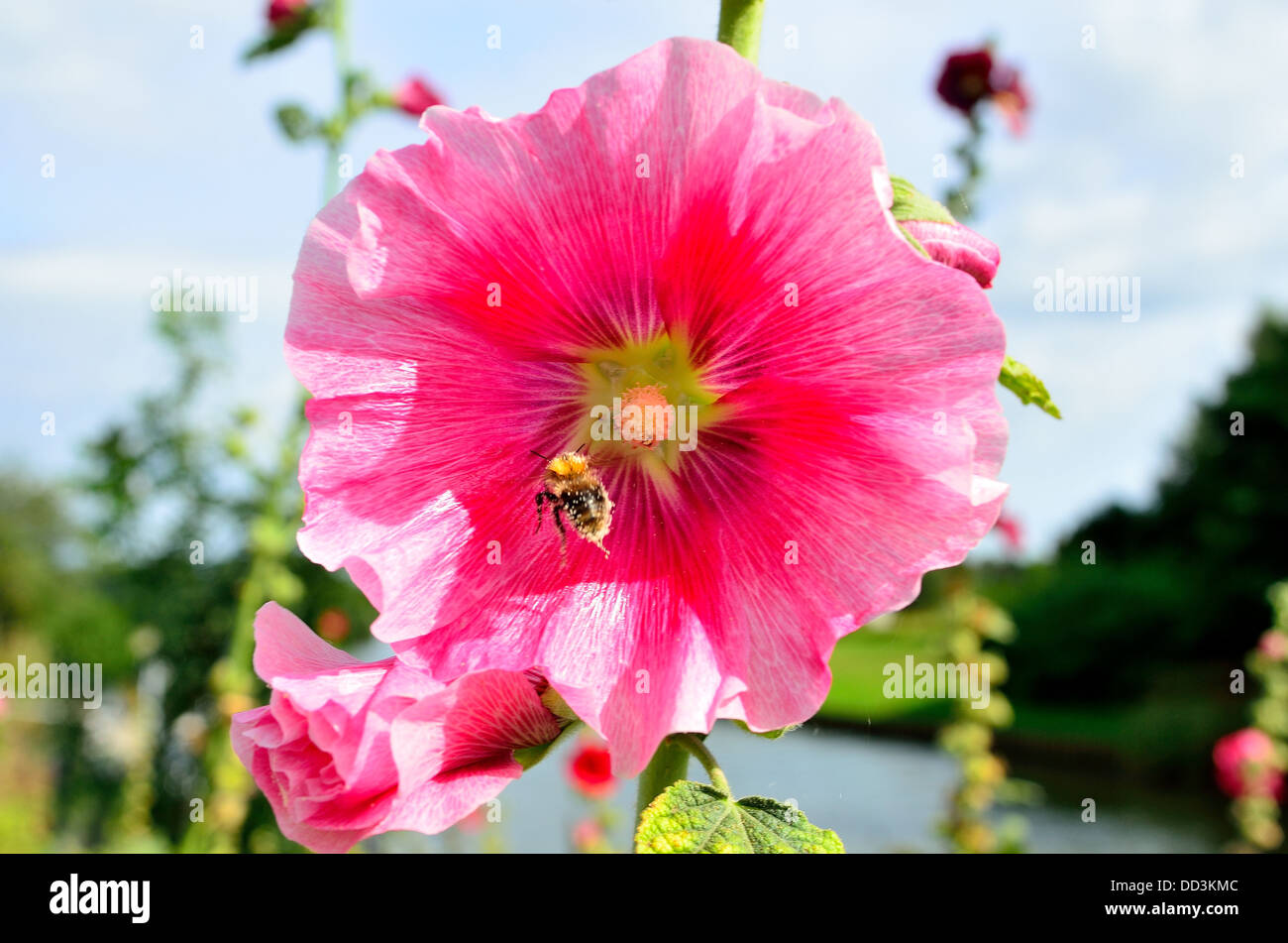 Alcea rosea pink hi-res stock photography and images - Alamy