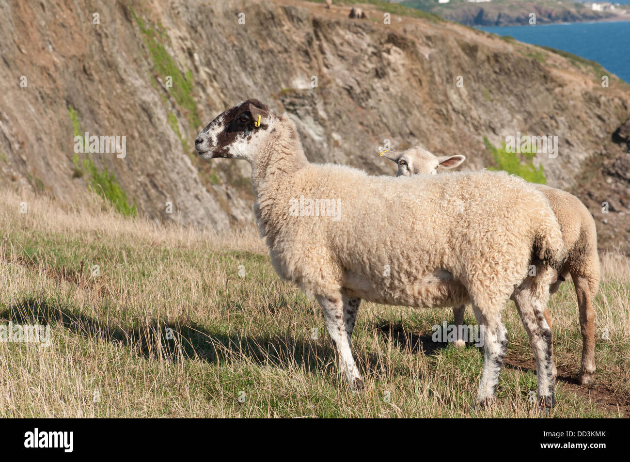 Sheep on coastal path hi-res stock photography and images - Alamy