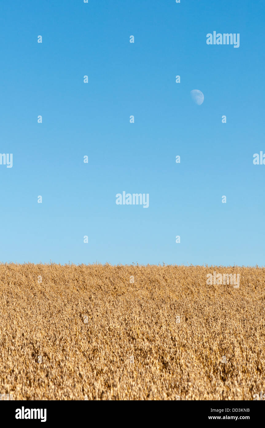 Three-quarter moon in clear blue sky over harvested crop stubble Stock ...