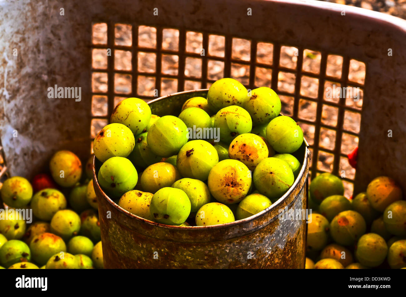 Indian gooseberry fruit hi-res stock photography and images - Alamy