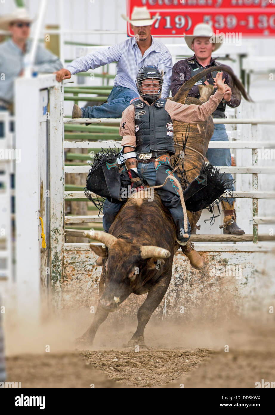 Cowboy riding a bull in a the bull riding competition, Chaffee County ...