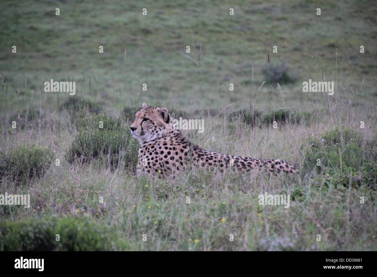 Cheetah on alert Stock Photo - Alamy