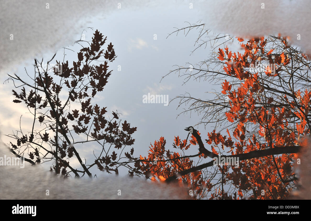 Reflection of oak trees in a rain puddle, Lower Silesia, Poland Stock ...