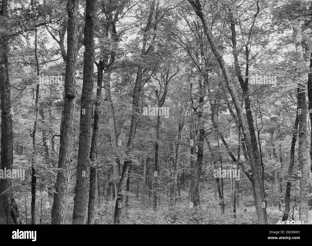 A virgin timber stand, untouched by modern logging, showcasing the ...