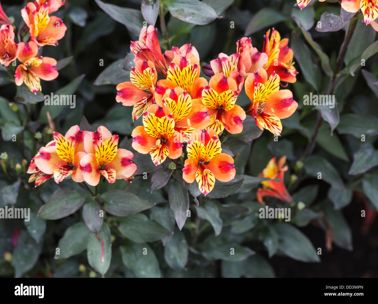 Orange and yellow alstroemeria flowers (Alstroemeriaceae), native to ...