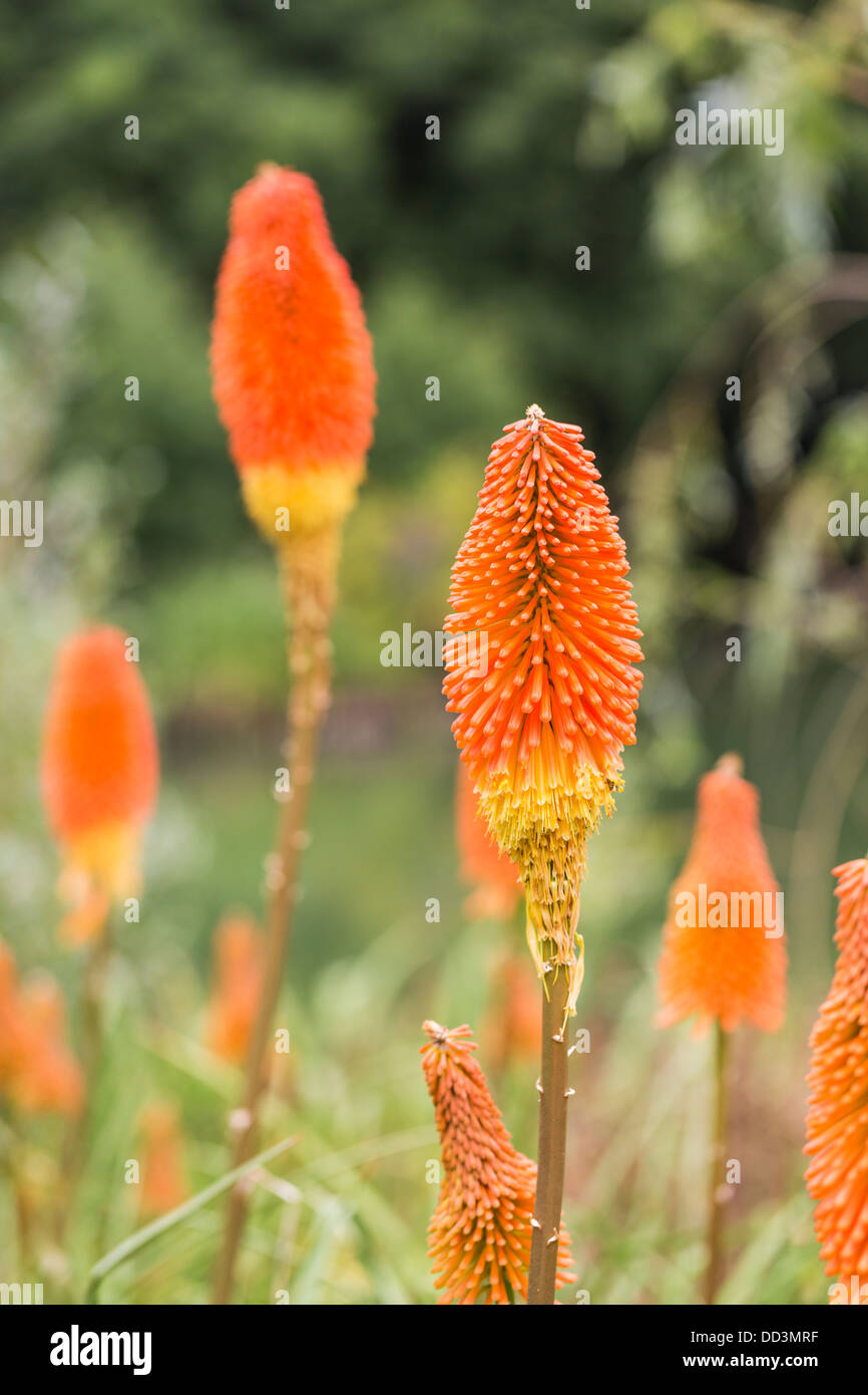 Bright orange flower spikes of the red hot poker flower, Kniphofia ...