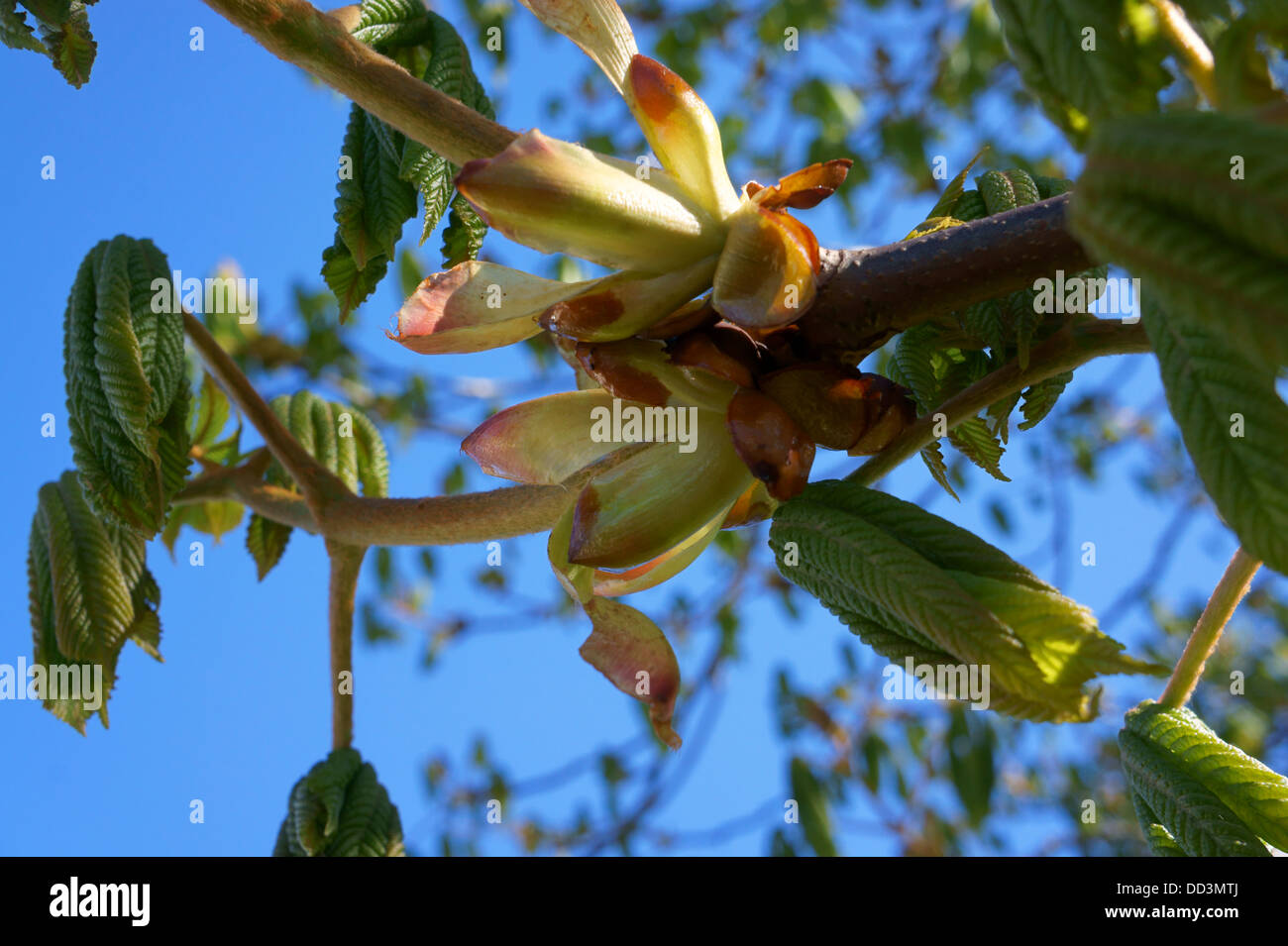 Close-up of Sticky Buds Conkers forming on Horse Chestnut Tree ...