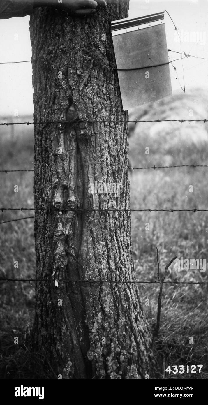 This image depicts walnut trees that have been negatively impacted by ...