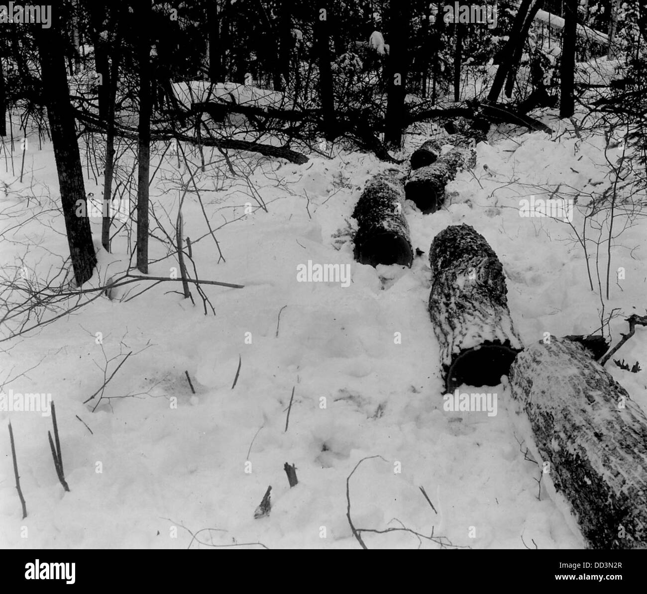 White Oak Tree Cut into Tie Bolts - - 2129354 Stock Photo - Alamy