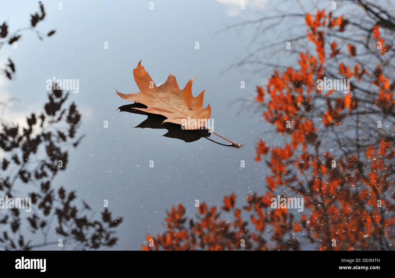 Reflection of oak trees in a rain puddle, Lower Silesia, Poland Stock ...