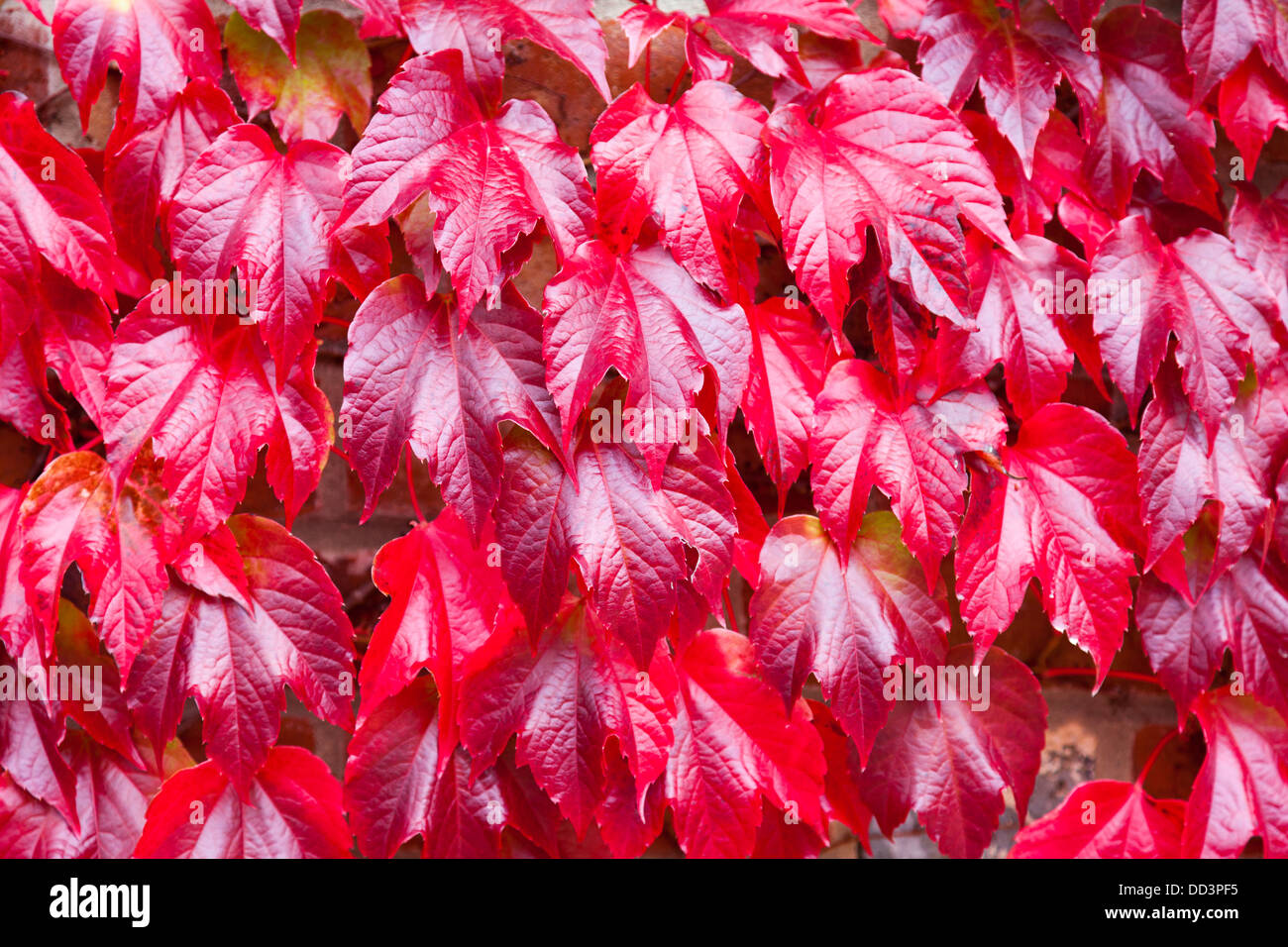 Climbing Virginia Creeper Stock Photo - Alamy