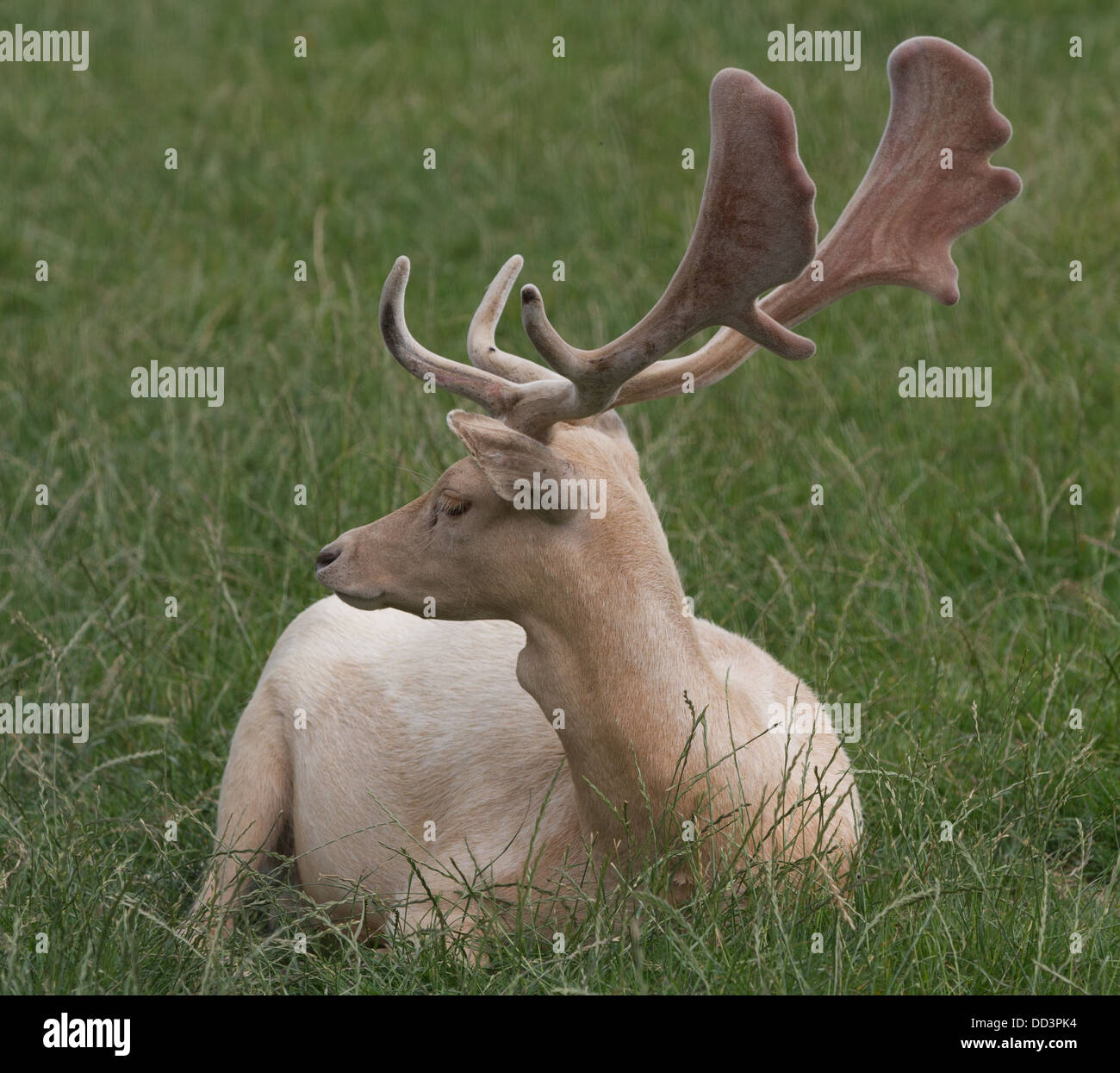 Deer Laying Down High Resolution Stock Photography and Images - Alamy