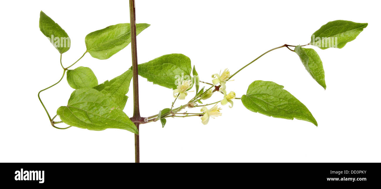Clematis vitalba hi-res stock photography and images - Alamy