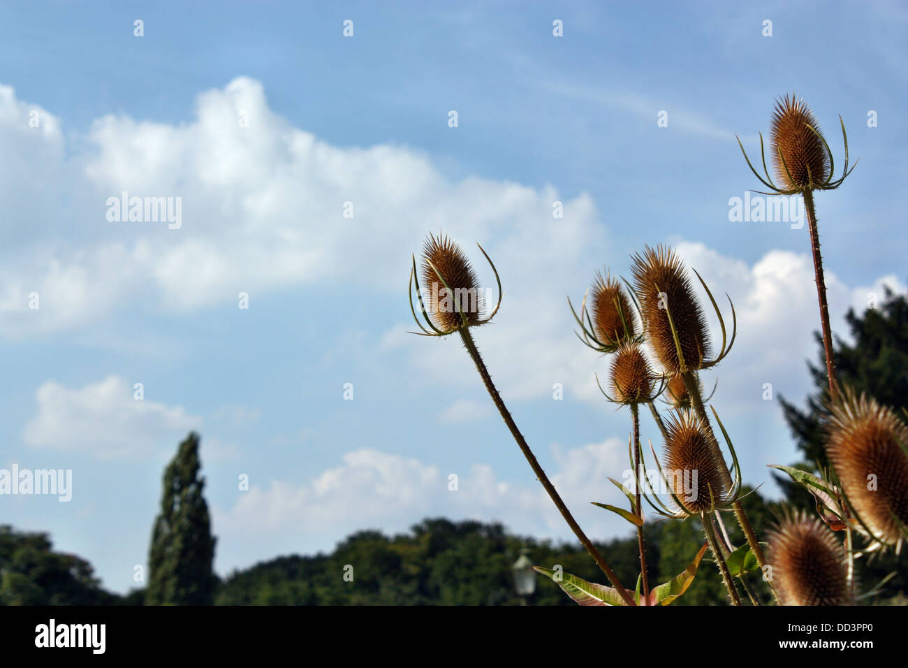 Dipsacus fullonum dried flowers on blue sky background Stock Photo - Alamy