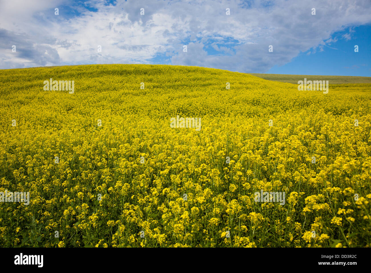Flowers and rolling hills landscape of the Palouse farming region in SE ...