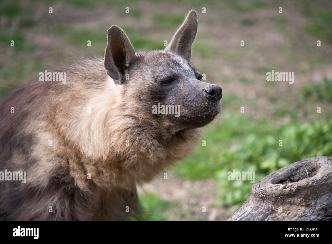 A captive brown hyena in Kent. UK Stock Photo - Alamy