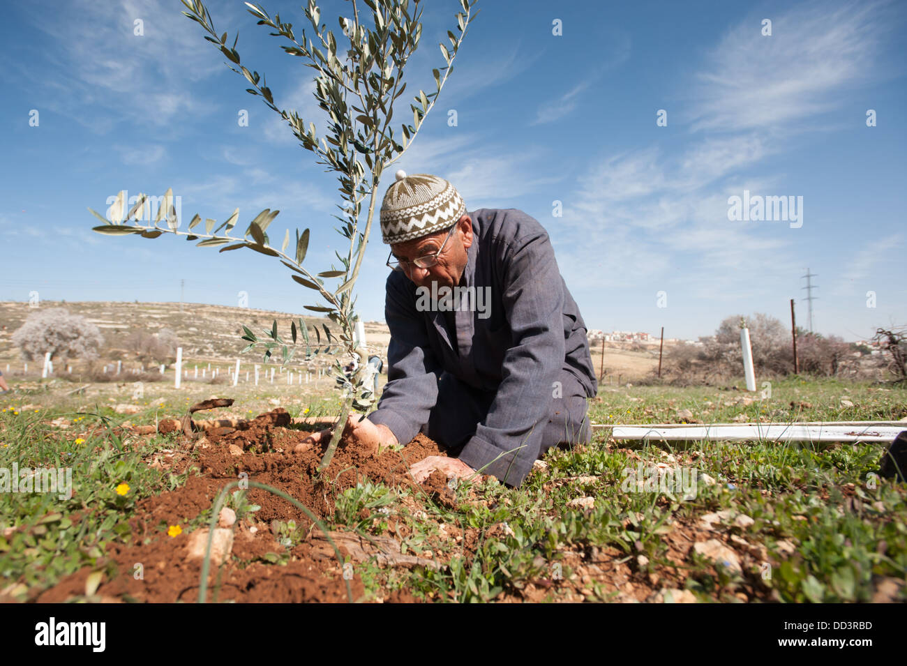 A Palestinian farmer plants olive tree seedlings in the Ein El Qassis ...