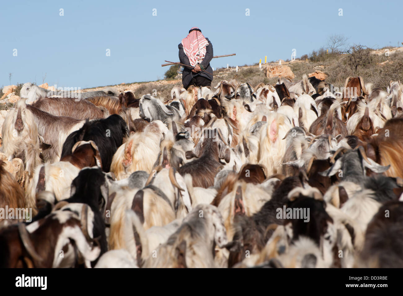 Shepherd sheep palestine hi-res stock photography and images - Alamy