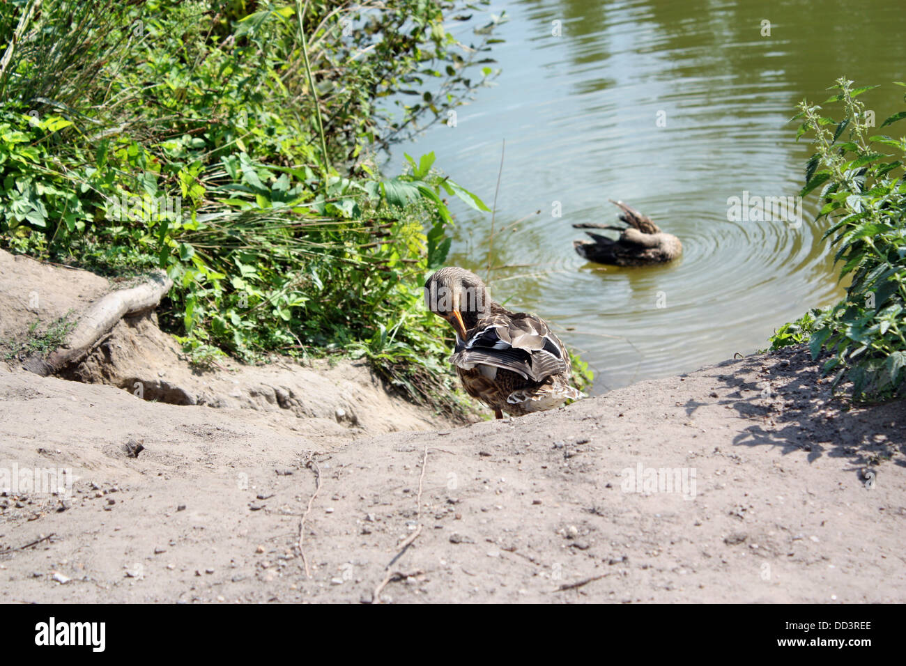 Washed up on the shore of the pond duck Stock Photo - Alamy