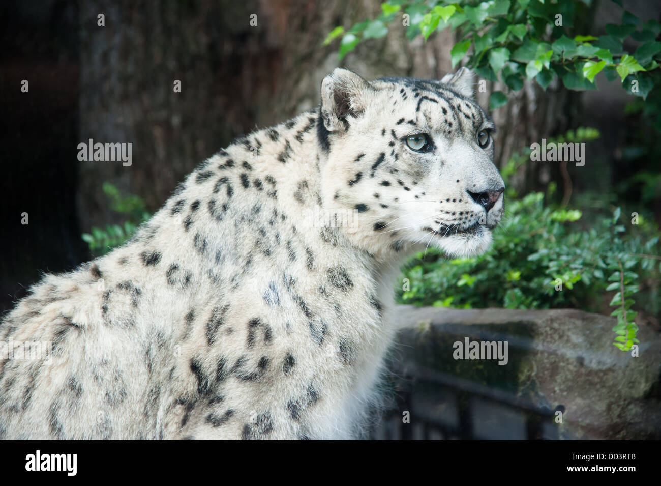 Leopard zoo hi-res stock photography and images - Alamy
