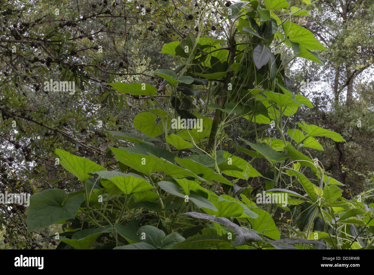 Vines plant texture hi-res stock photography and images - Alamy