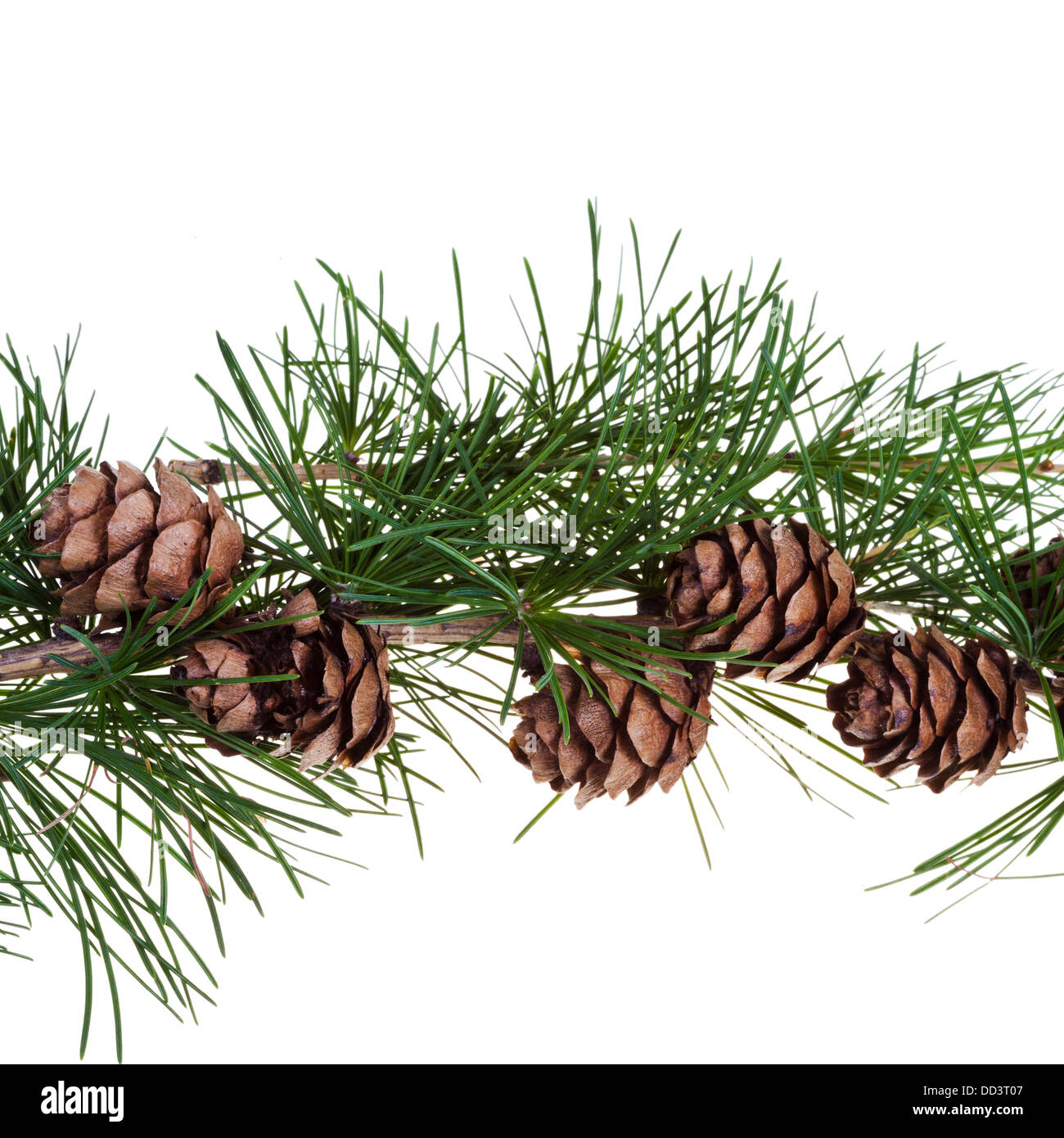 twig of conifer tree with pine cones on isolated on white background ...