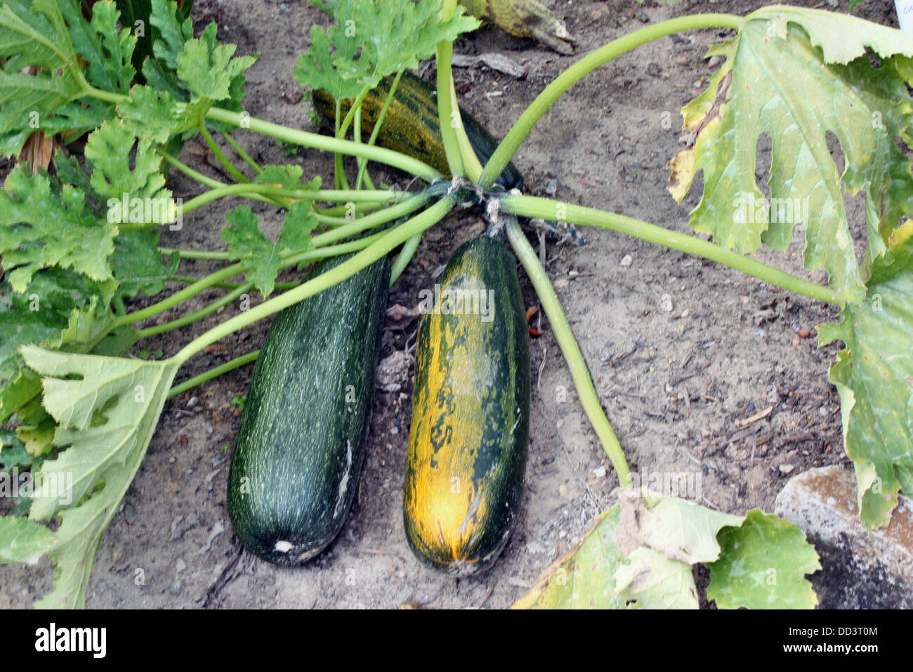 Zucchini in country summer hi-res stock photography and images - Alamy