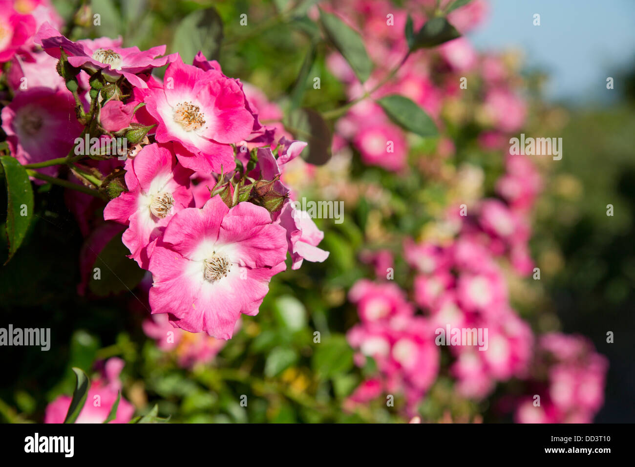 Climbing rose climbing roses hi-res stock photography and images - Alamy