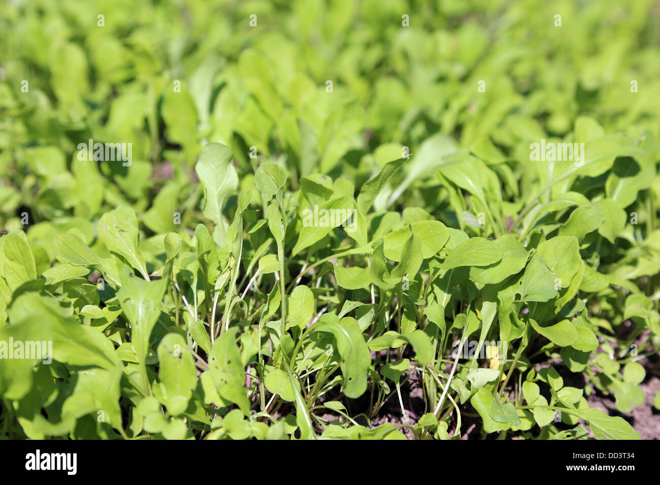 Rucola sprouts hi-res stock photography and images - Alamy