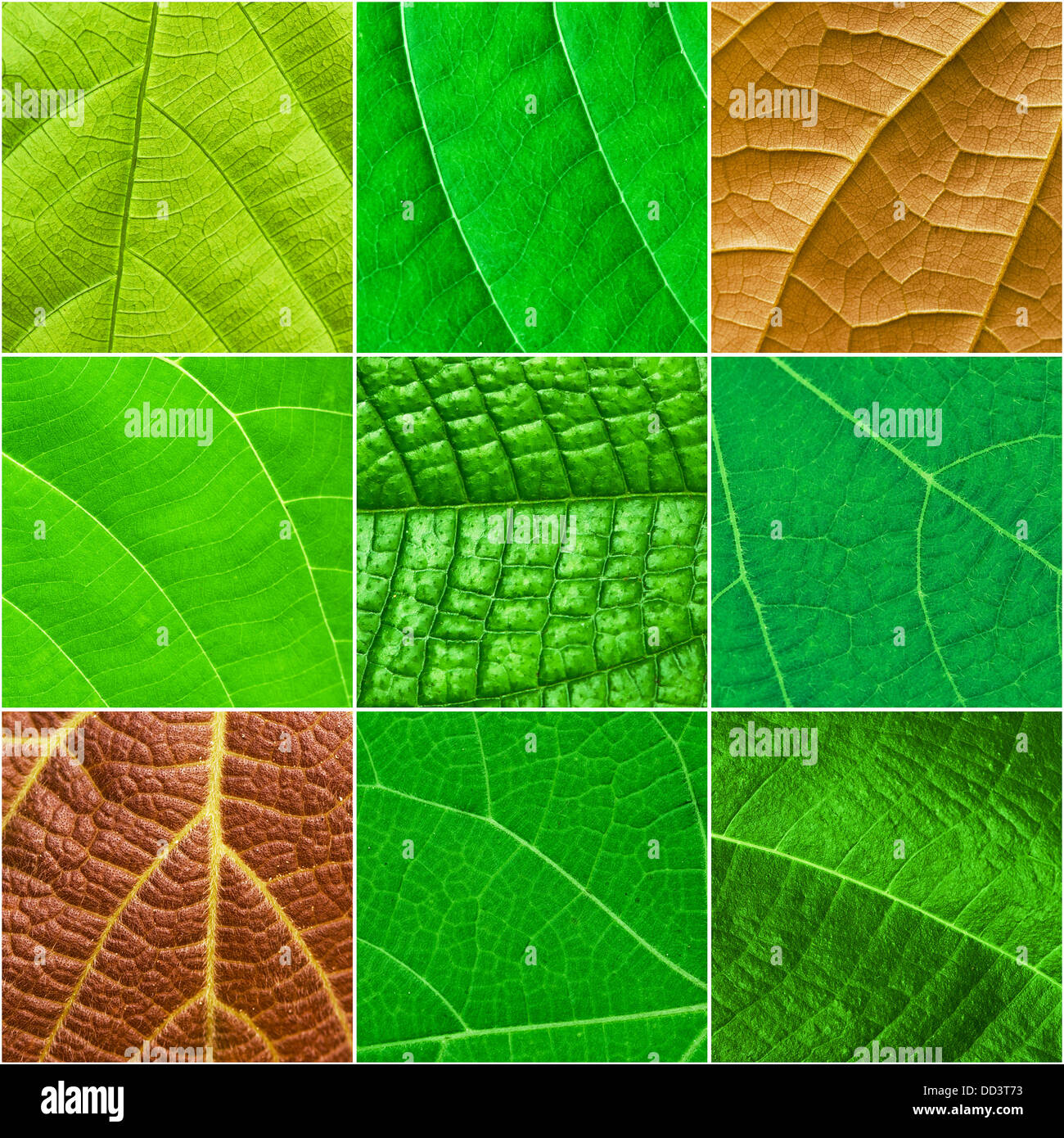 Collage photo template hi-res stock photography and images - Alamy