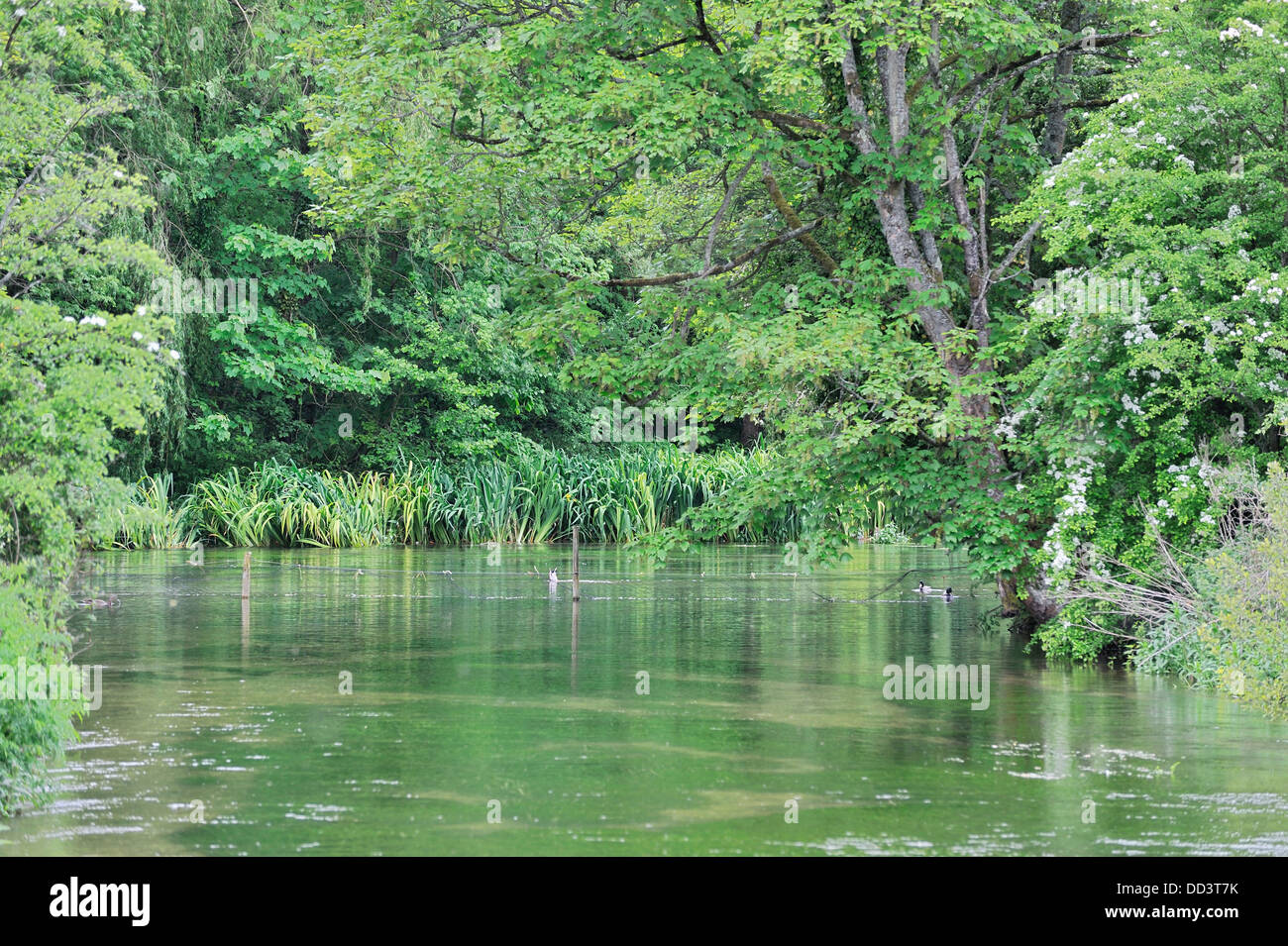 The river itchen, hampshire hi-res stock photography and images - Alamy