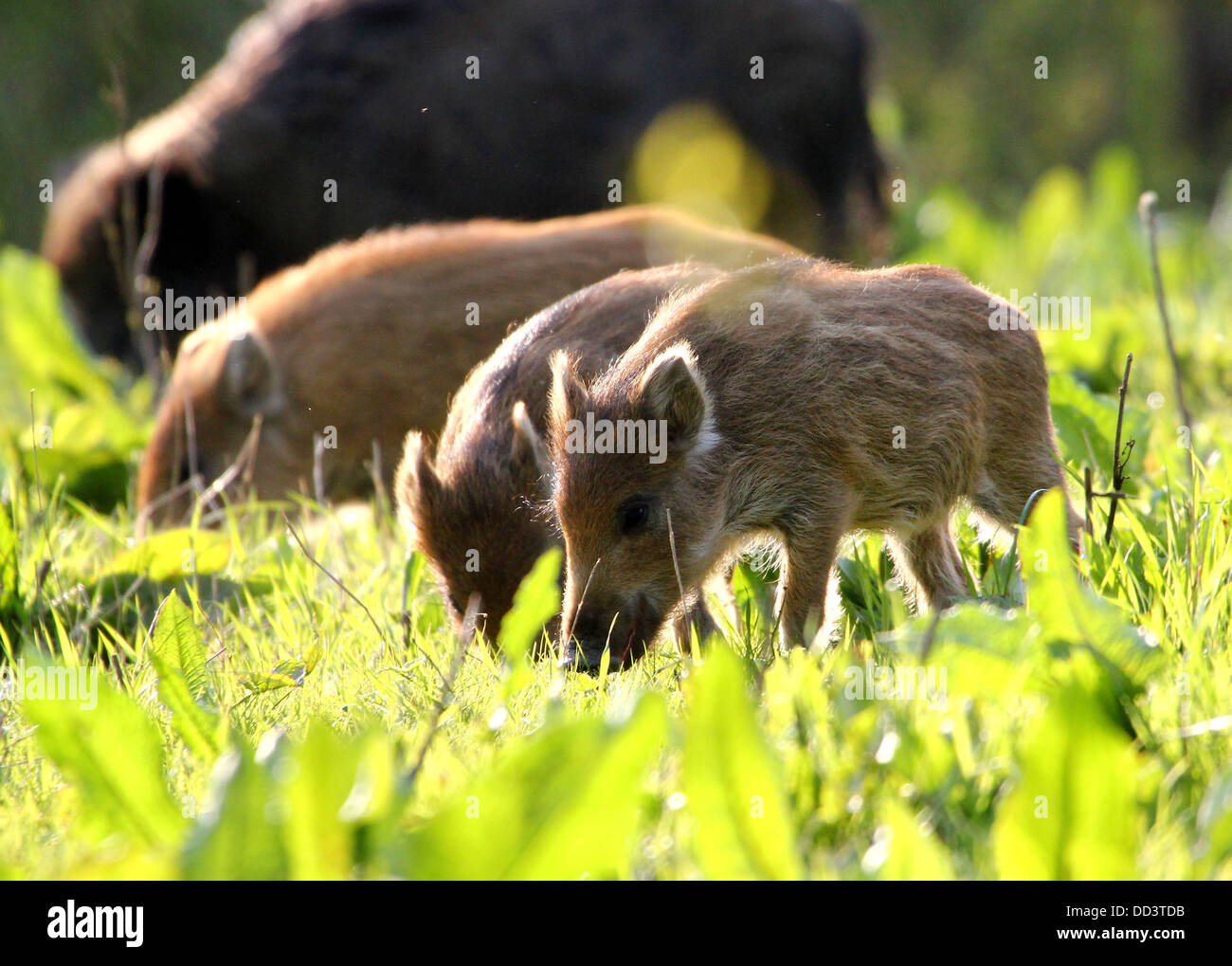 Feral Piglets Stock Photos & Feral Piglets Stock Images - Alamy