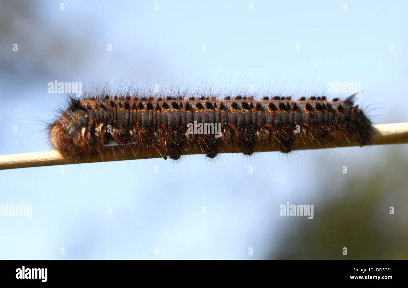 Series of 20 detailed close-ups of the Oak Eggar Moth (Lasiocampa ...