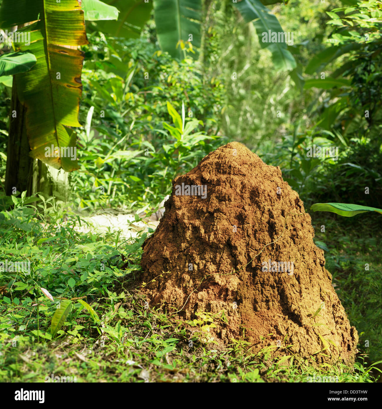 Big termitary in a tropical forest. Thailand Stock Photo - Alamy