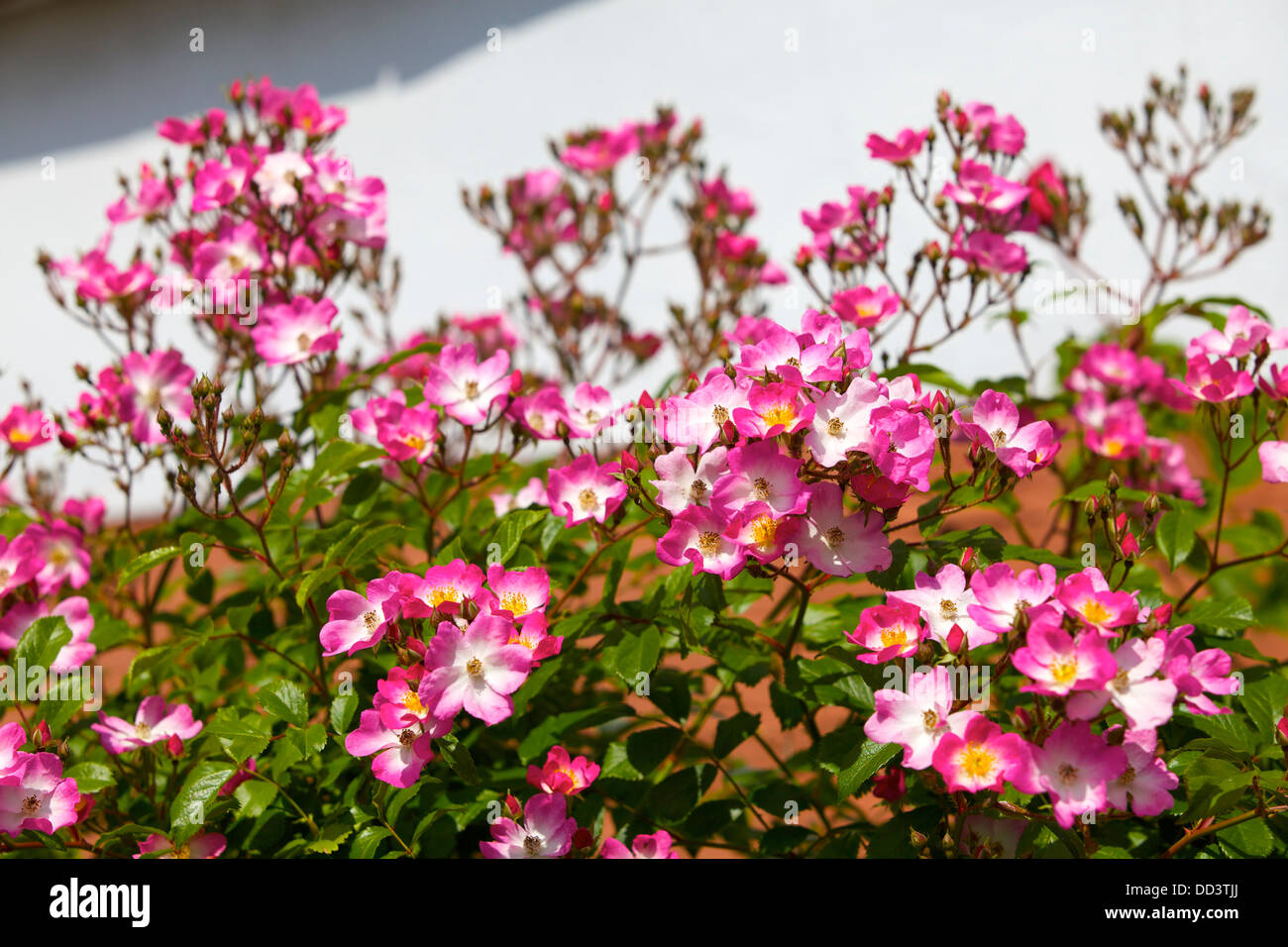 cluster of small pink roses Stock Photo - Alamy