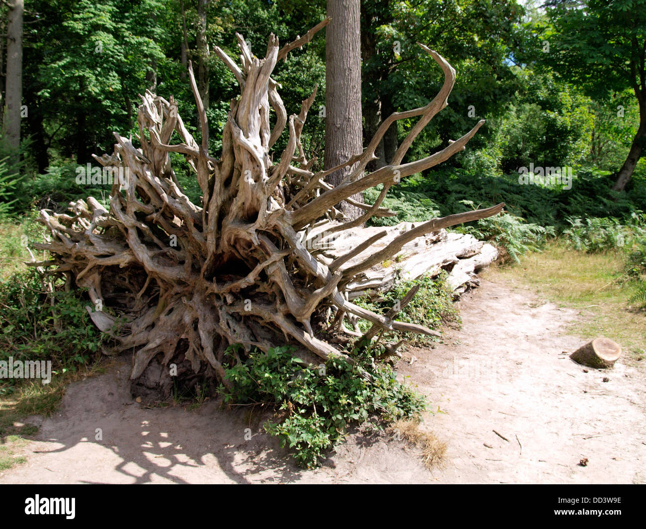 Tree roots hi-res stock photography and images - Alamy