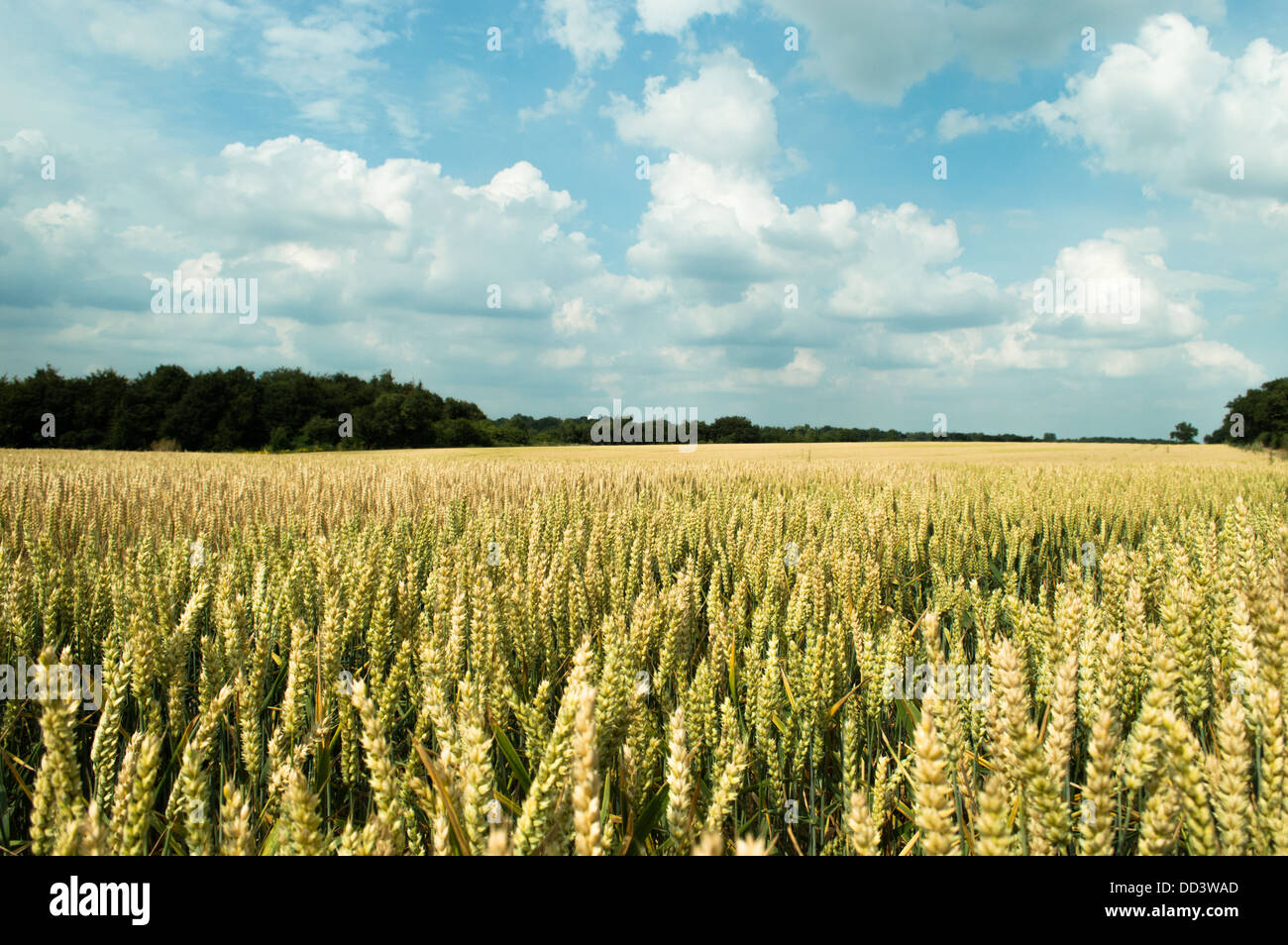 Wheat field uk hi-res stock photography and images - Alamy