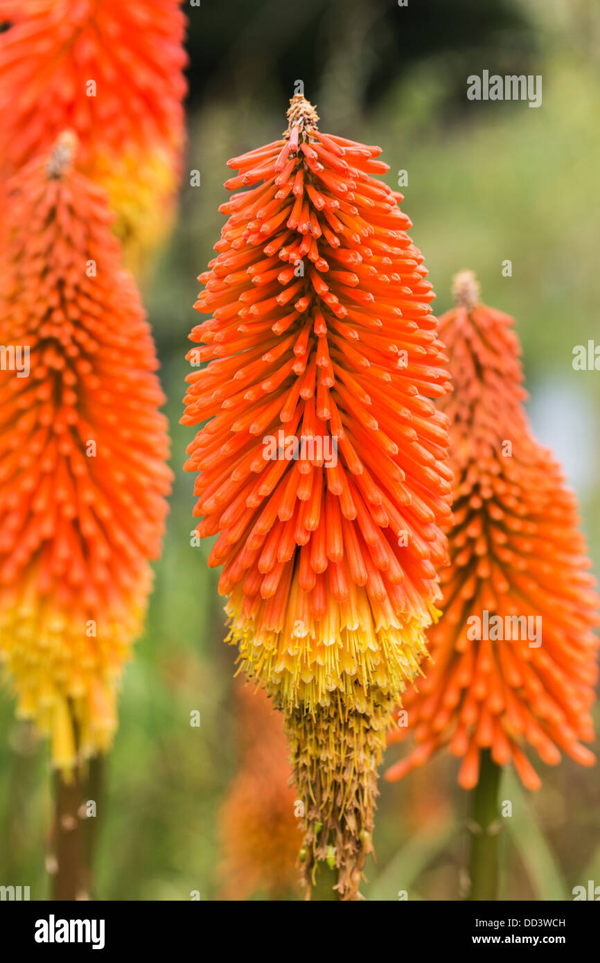 Bright orange flower spikes of the red hot poker flower, Kniphofia ...