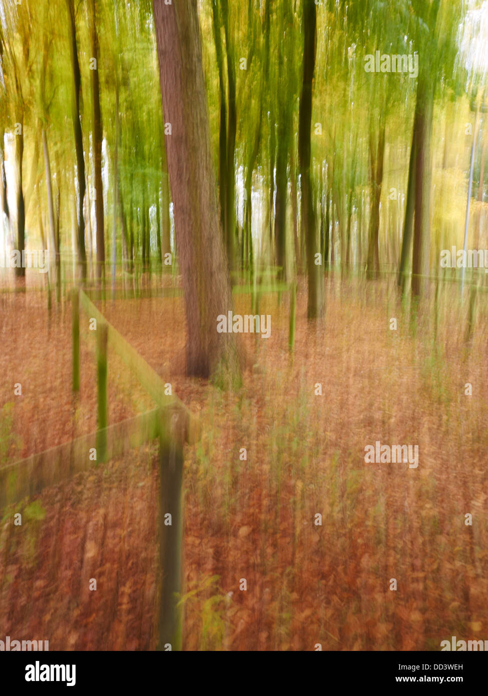 Blurred trees in Delamere Forest Cheshire UK Stock Photo - Alamy