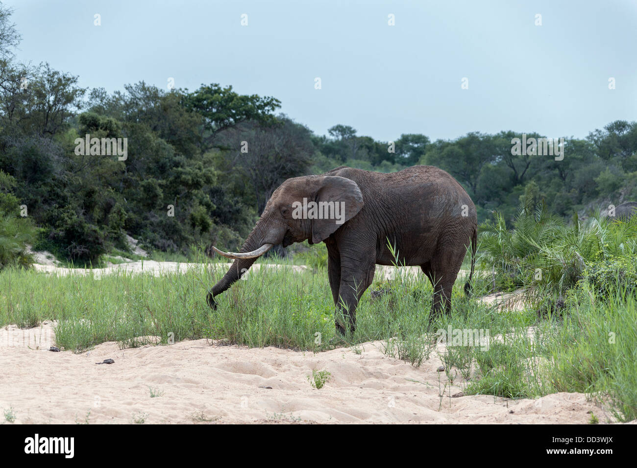 Trunk grab hi-res stock photography and images - Alamy