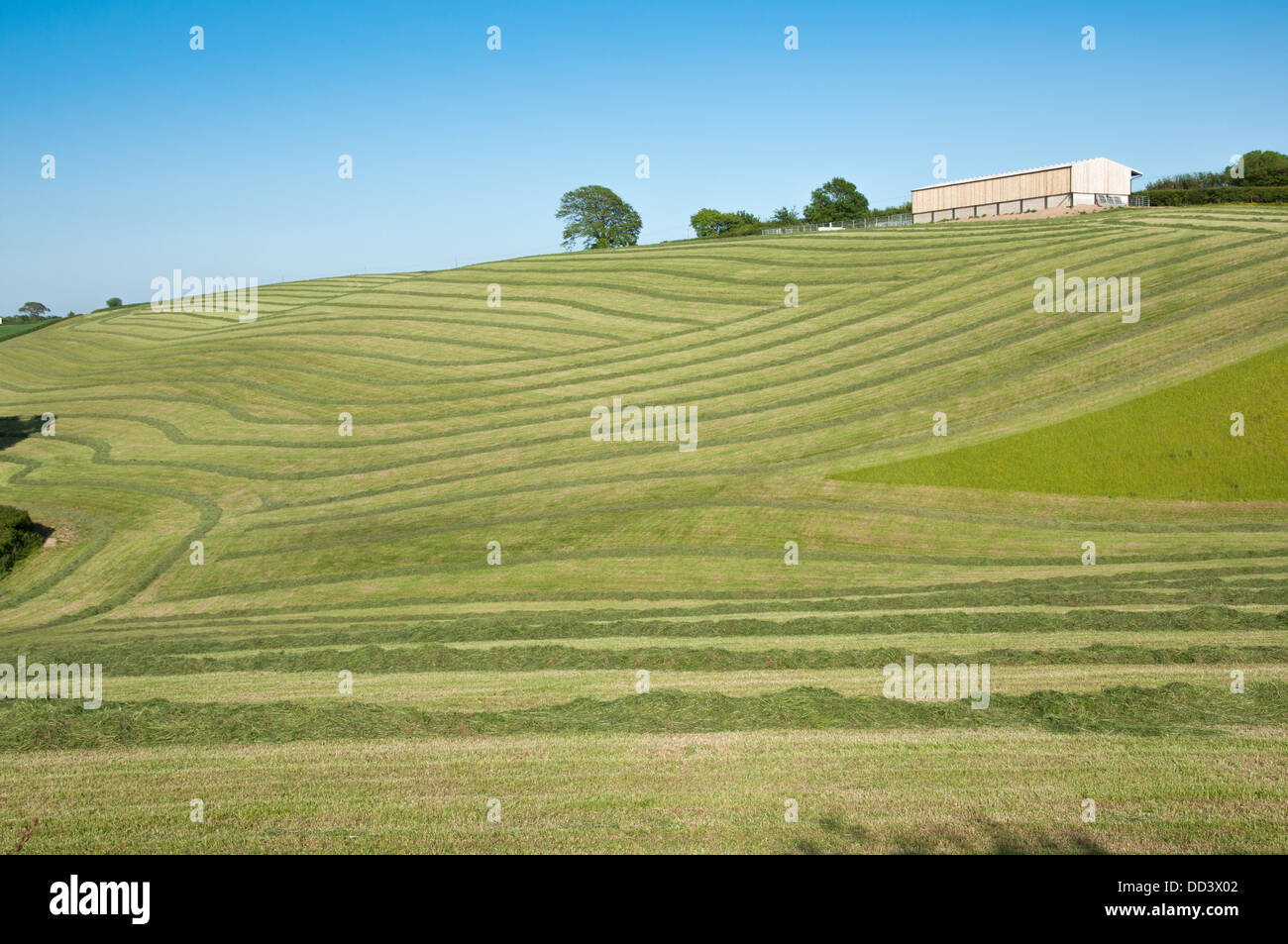 Pattern of stripes left in field after grass cut for silage Stock Photo ...