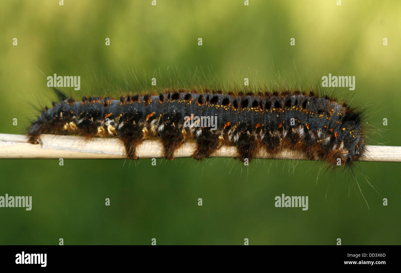 Series of 20 detailed close-ups of the Oak Eggar Moth (Lasiocampa ...